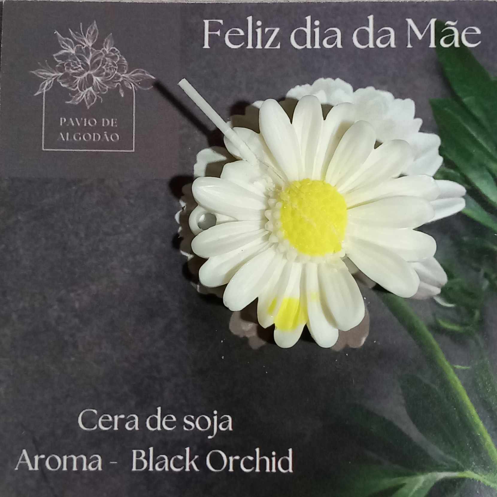 Vela Malmequer - Alcri